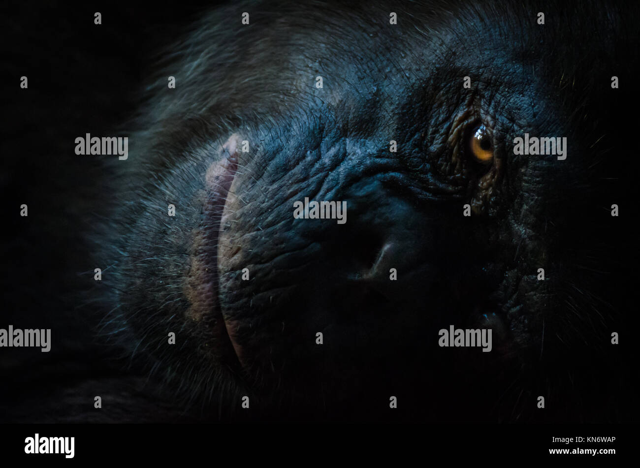 Monkey wrinkled face hi-res stock photography and images - Alamy