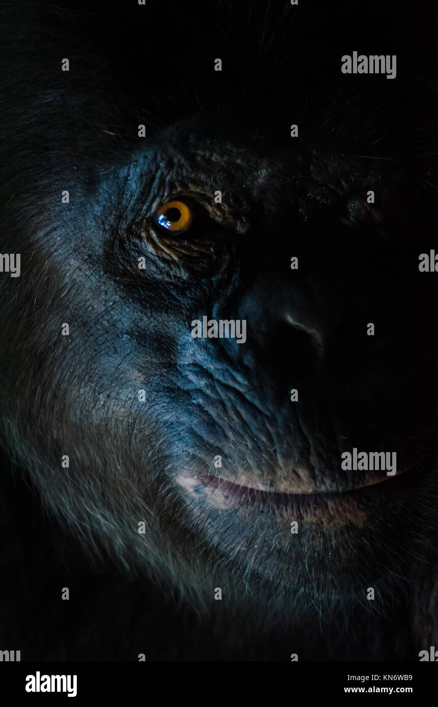 Monkey chimp chimpanzee hi-res stock photography and images - Alamy