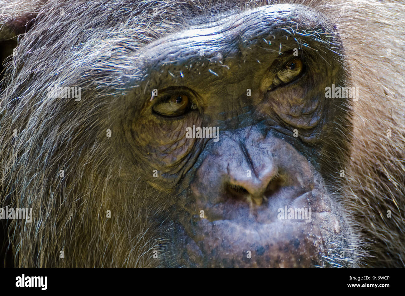Chimpanzee face to face hi-res stock photography and images - Alamy