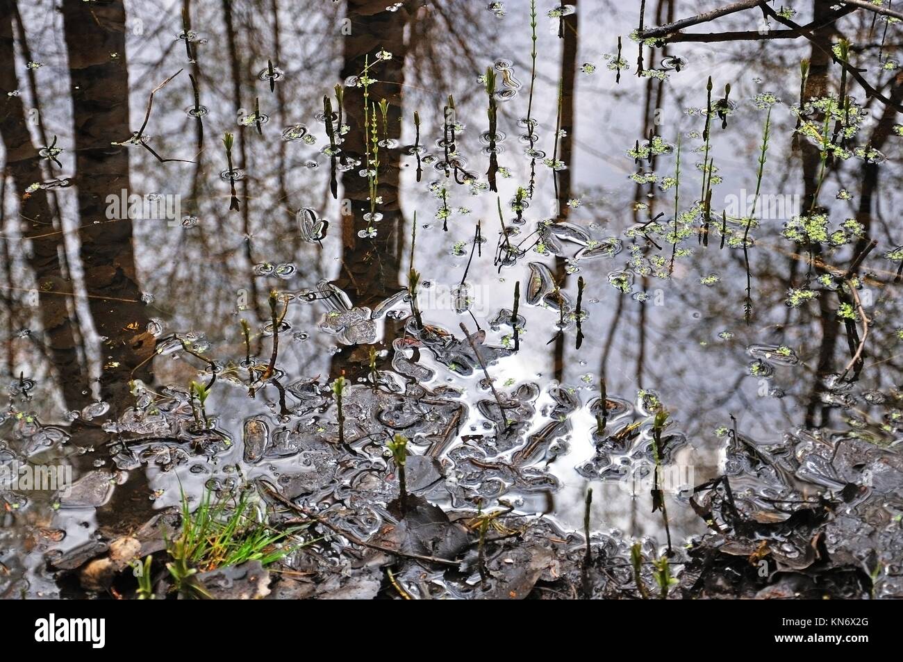 Vegetation growing in water hi-res stock photography and images - Alamy
