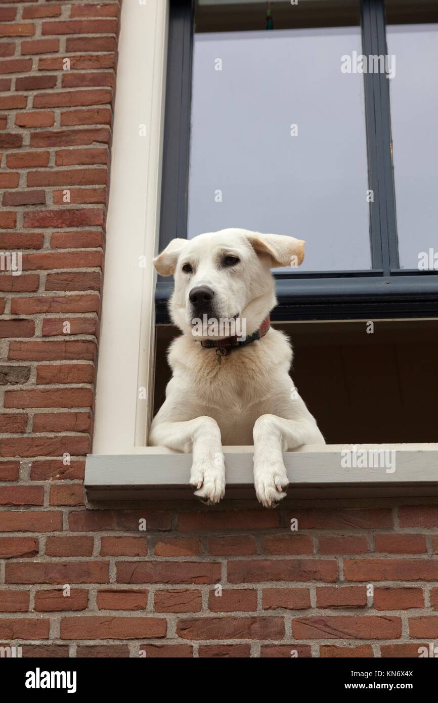 Window Hanging Out Dog High Resolution Stock Photography and Images - Alamy