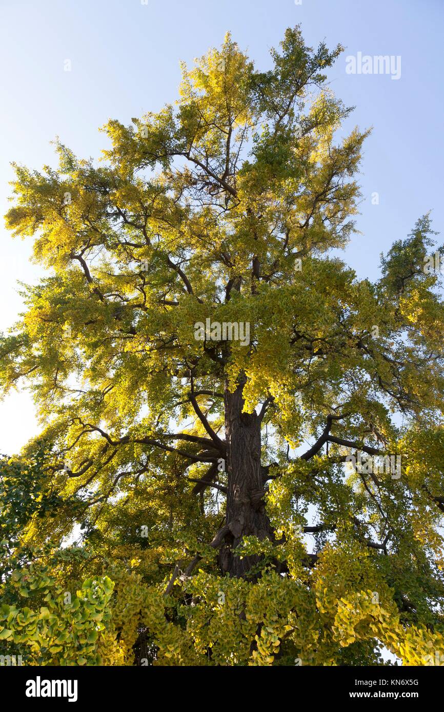 Ginkgo biloba tree hi-res stock photography and images - Alamy