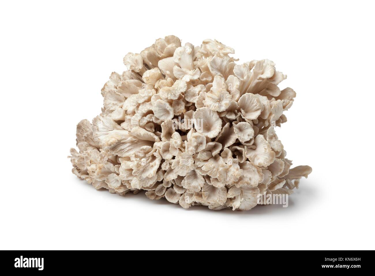 Fresh raw hen-of-the-woods on white background Stock Photo - Alamy