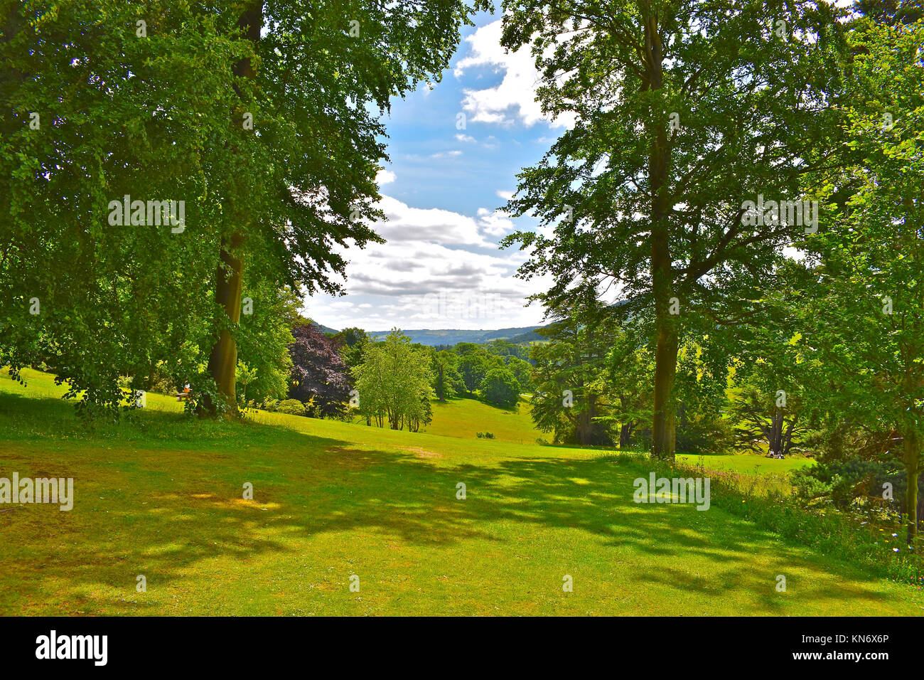 Chatsworth park trees hi-res stock photography and images - Alamy