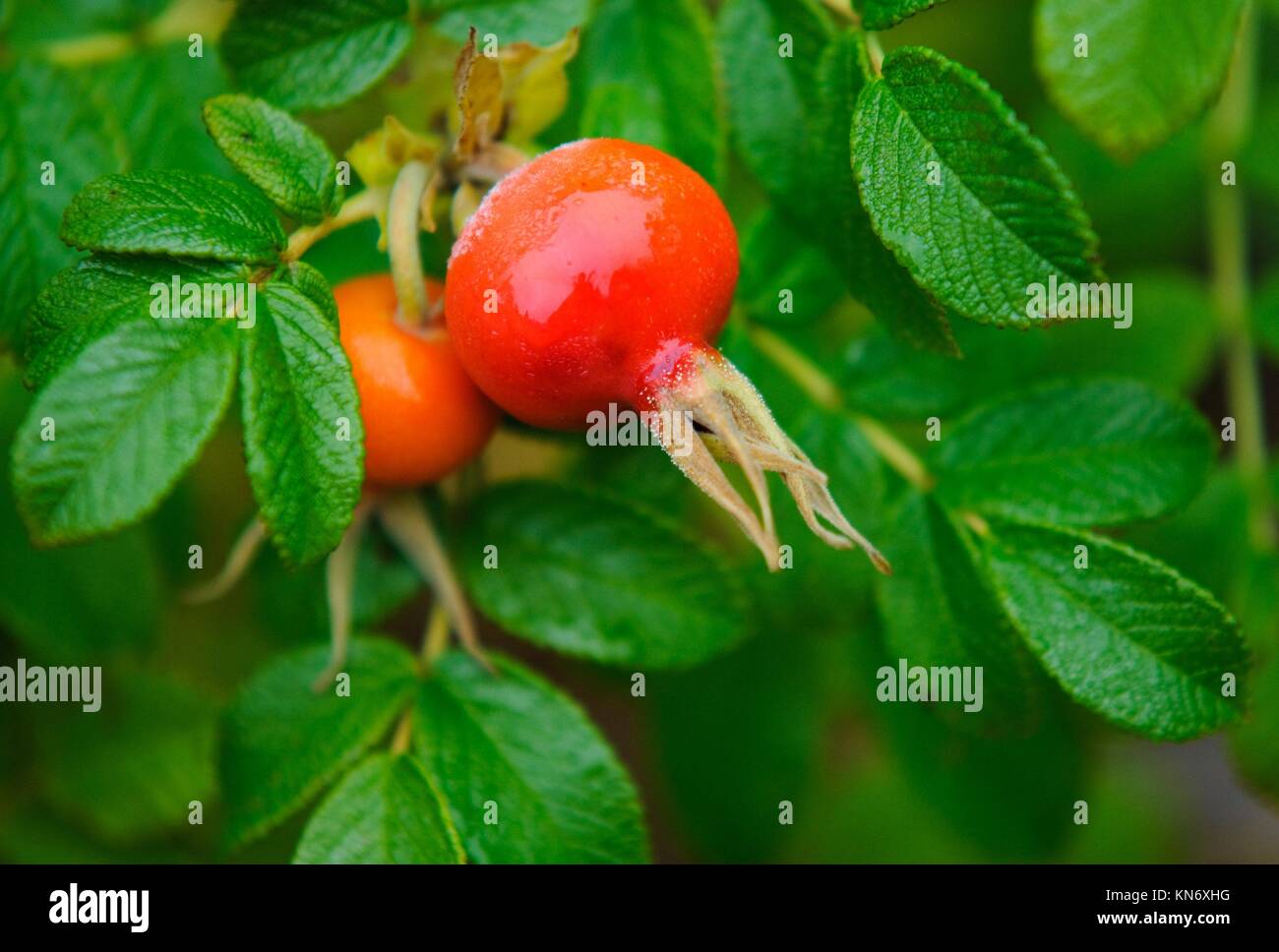 Orange red fruit of rose hip and green leaves Stock Photo - Alamy
