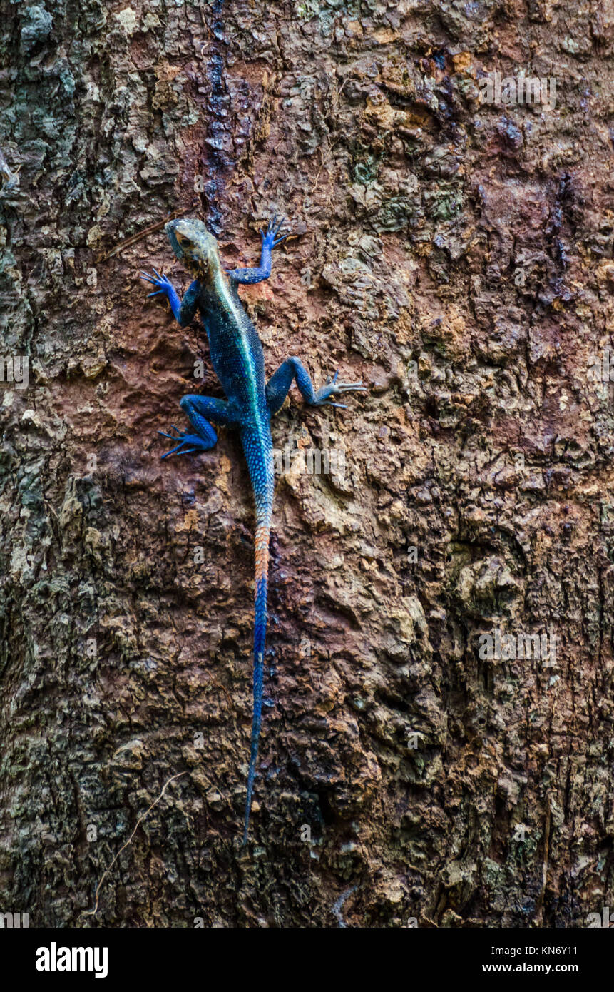 Colorful exotic lizard sitting on huge tropical tree in rain forest of ...
