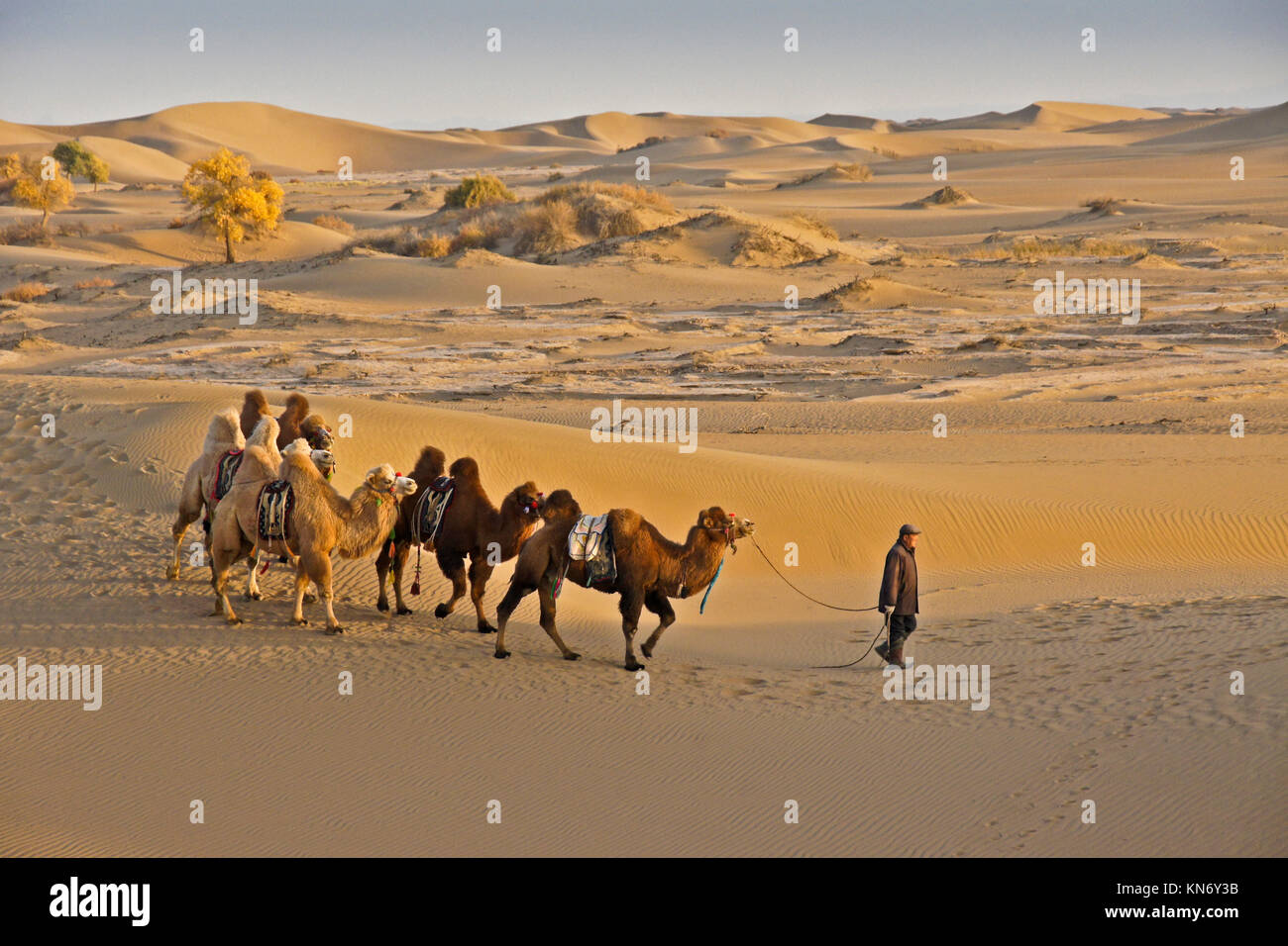 Man leading Bactrian camels through Gobi Desert with poplar trees in ...