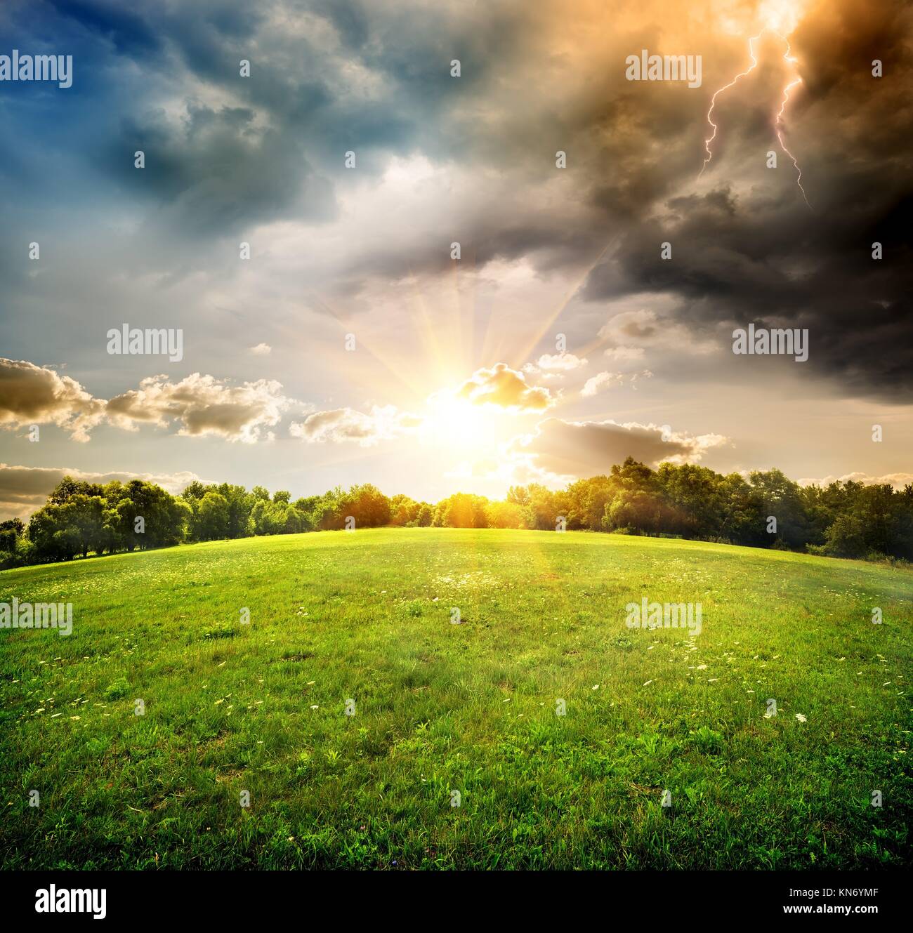 Bright field and tree hi-res stock photography and images - Alamy