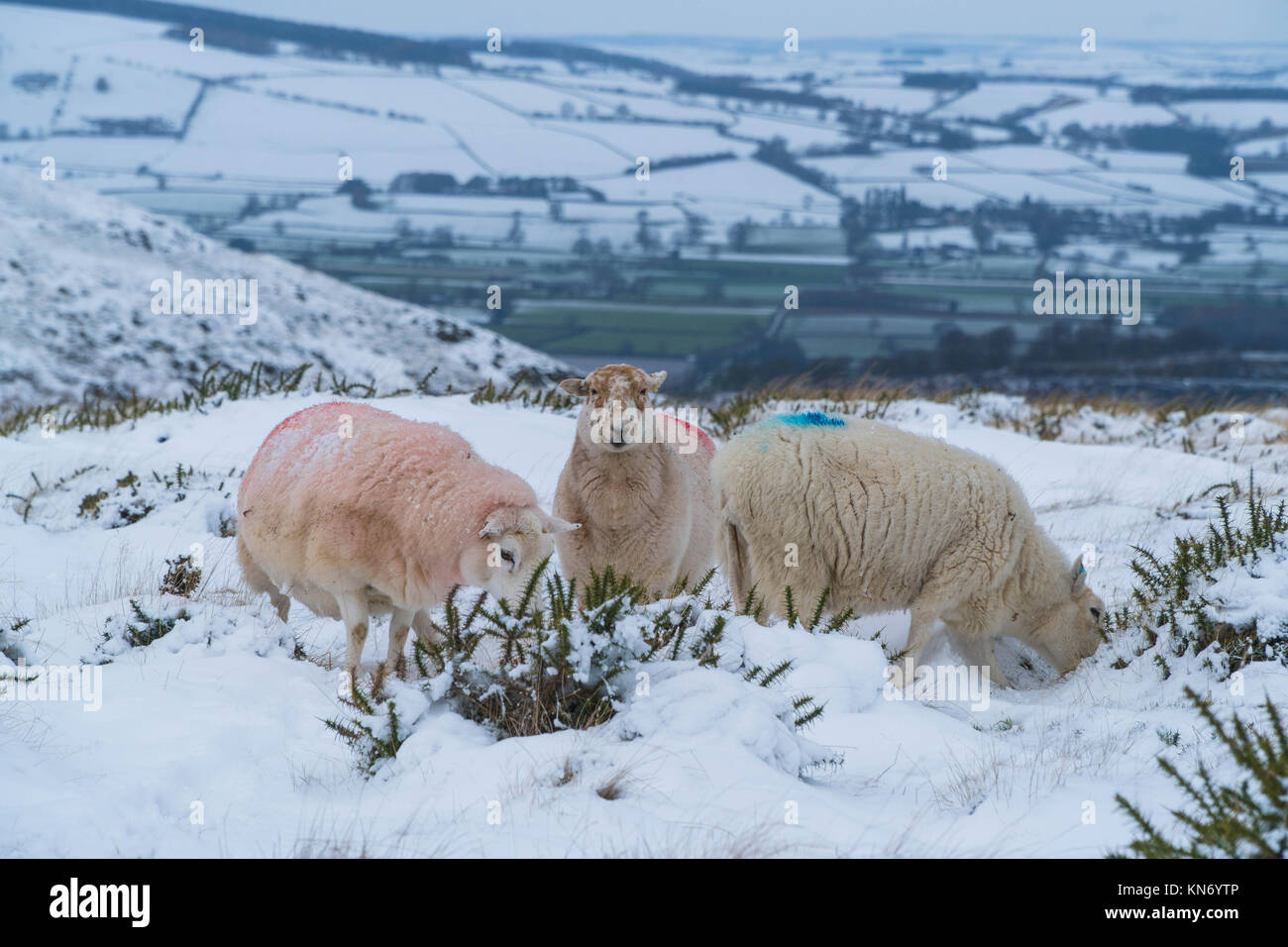 Sheep foraging on Hergest ridge Kington Herefordshire UK Stock Photo ...