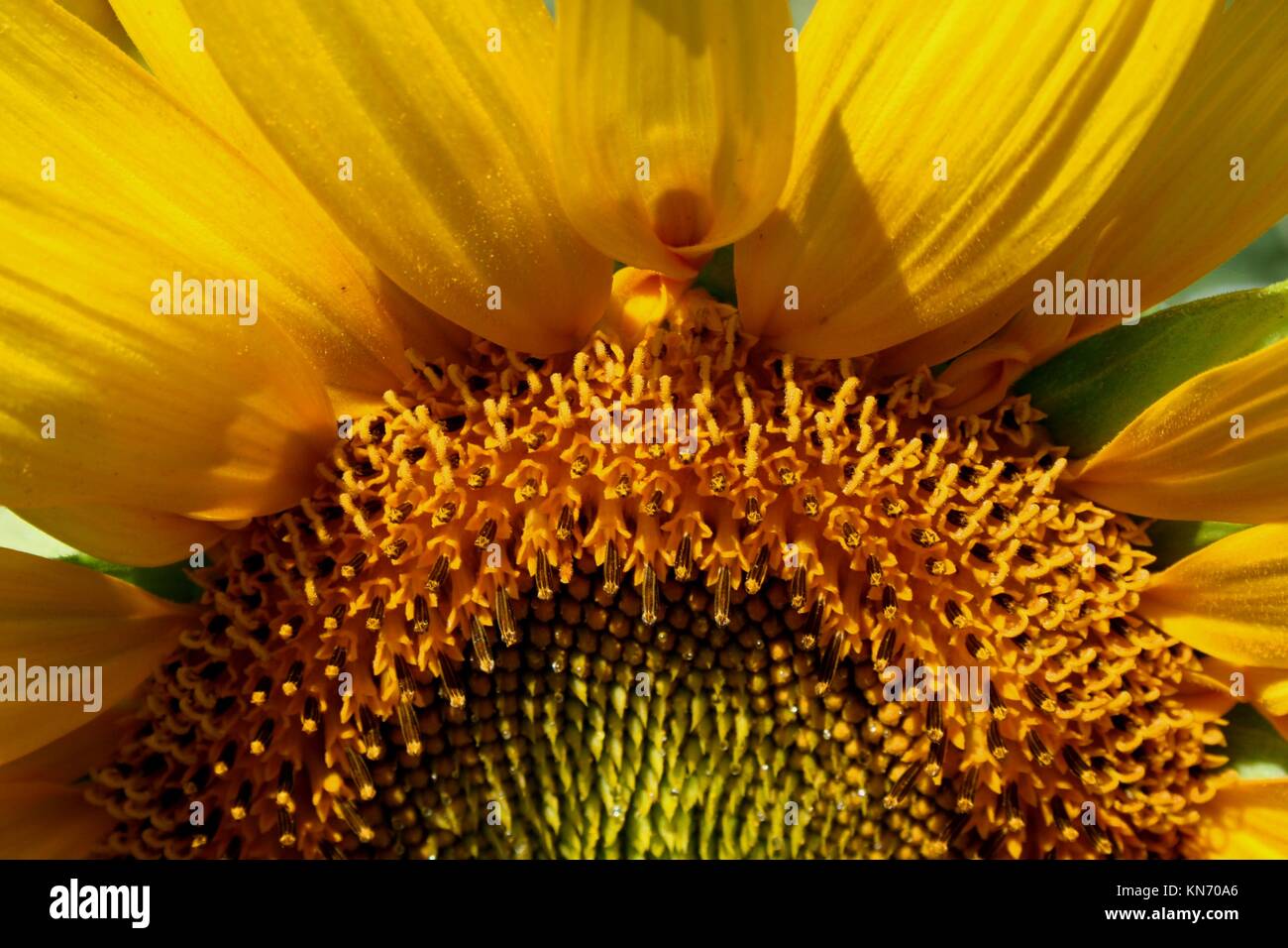 Faded sunflower hi-res stock photography and images - Alamy