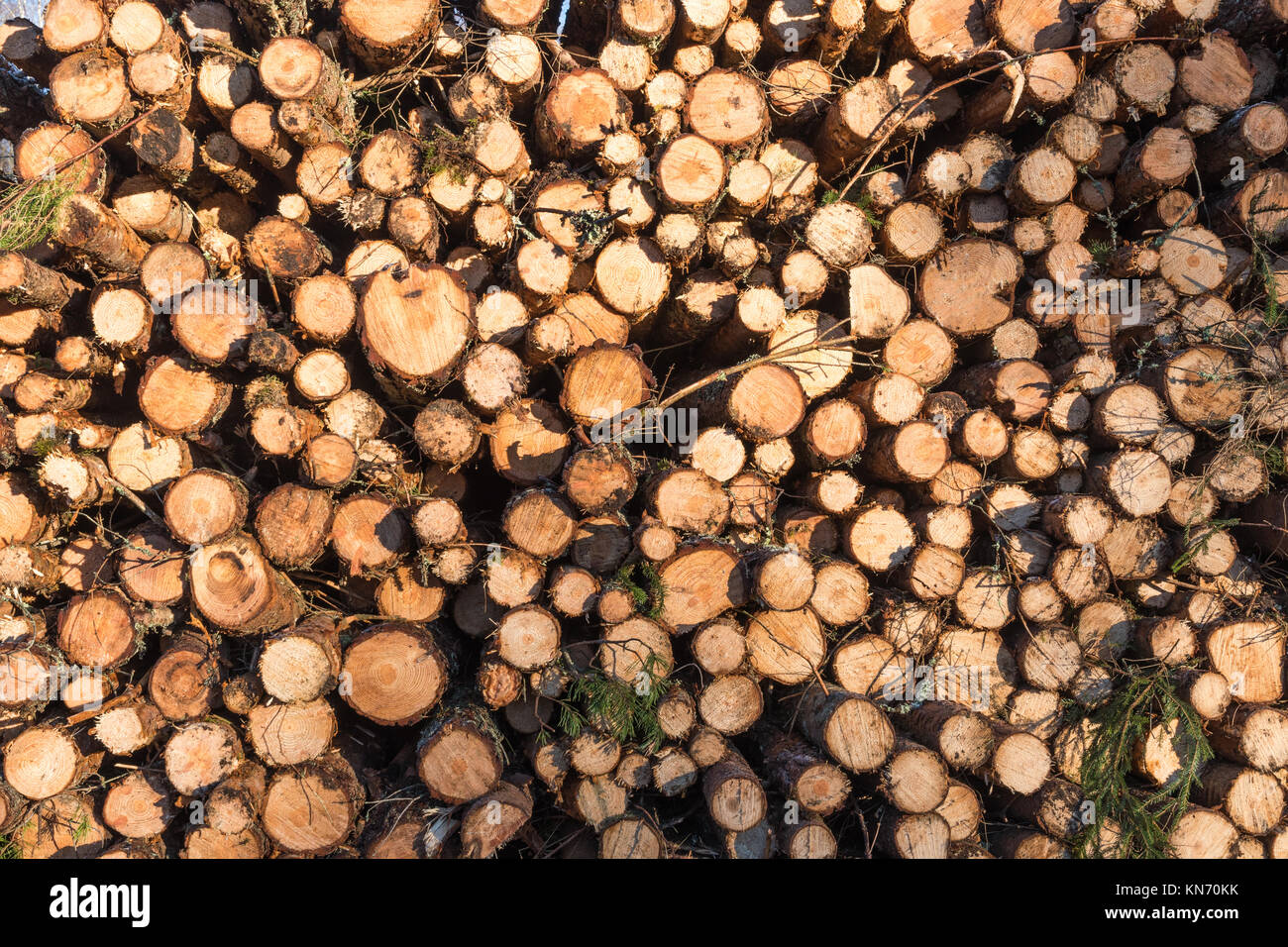 Pulpwood hi-res stock photography and images - Alamy