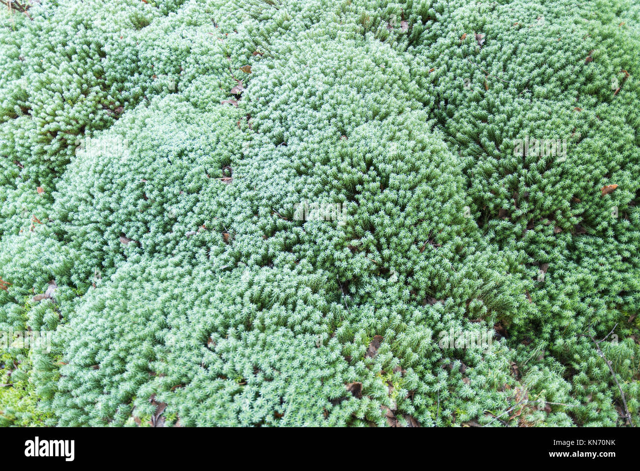 Background image of ground covered with frozen green moss Stock Photo ...