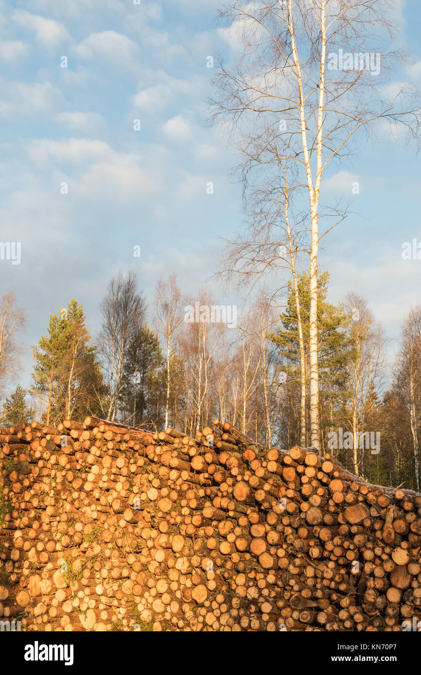 Pulpwood hi-res stock photography and images - Alamy