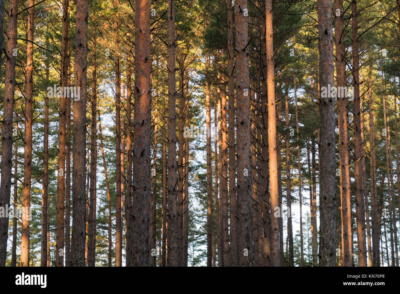 Forest with pine tree trunks pattern Stock Photo - Alamy