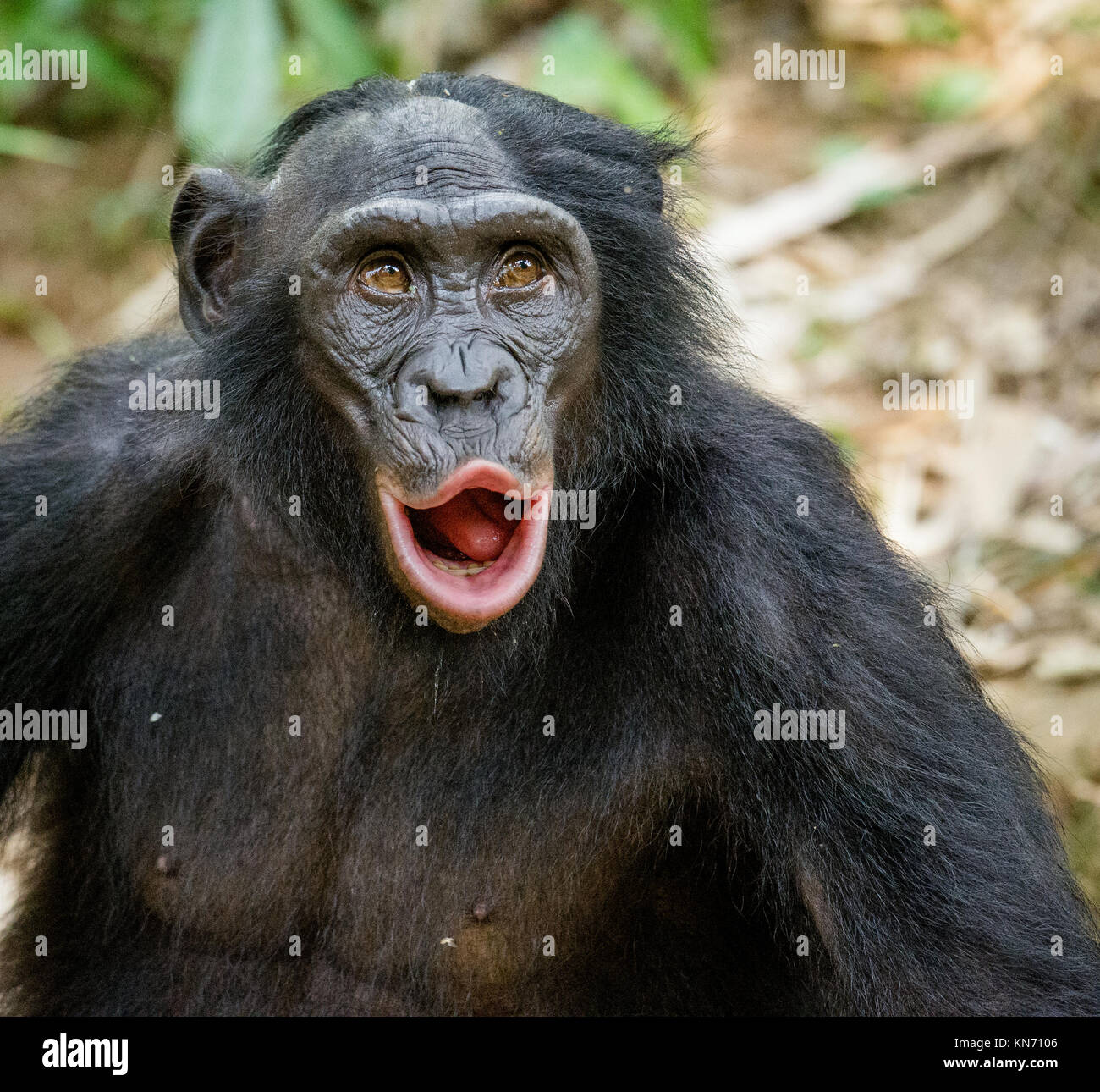 Male chimpanzee mouth open hi-res stock photography and images - Alamy