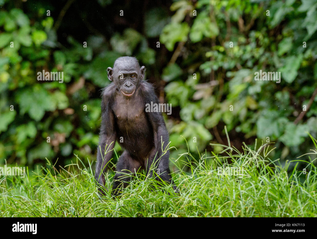 Juvenile Bonobo. Green natural background in natural habitat. The ...