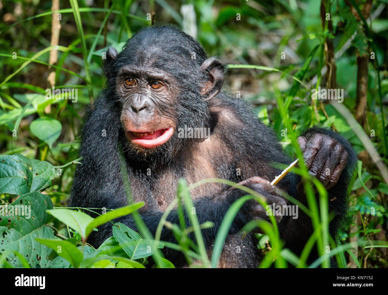 Close up Portrait of Bonobo in natural habitat. Green natural ...