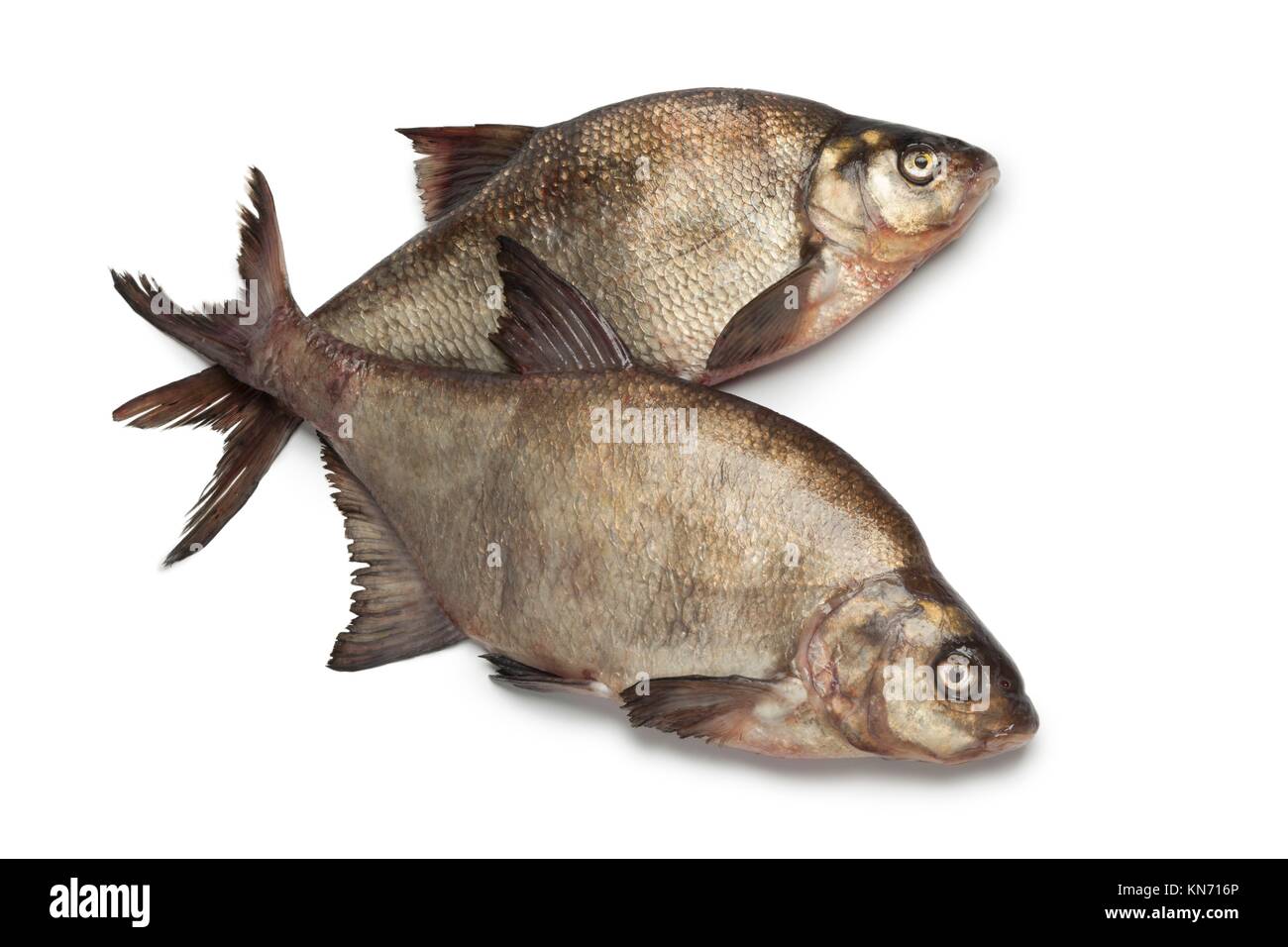 Bronze Bream High Resolution Stock Photography and Images - Alamy