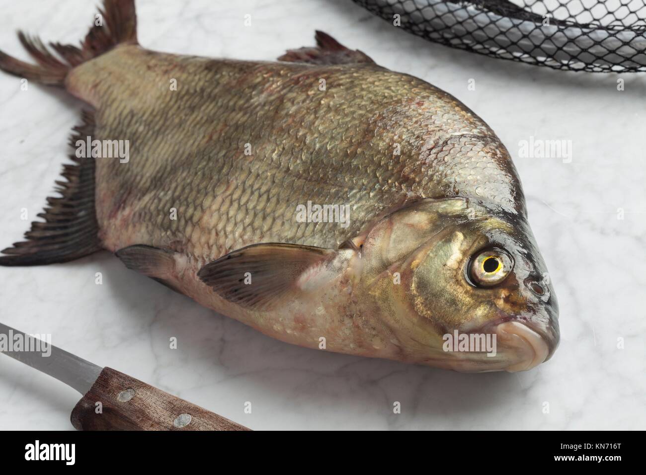 Freshwater Bream High Resolution Stock Photography and Images - Alamy