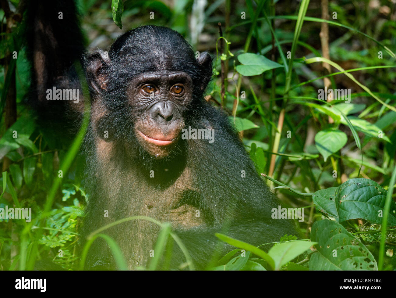 Close up Portrait of Bonobo in natural habitat. Green natural ...