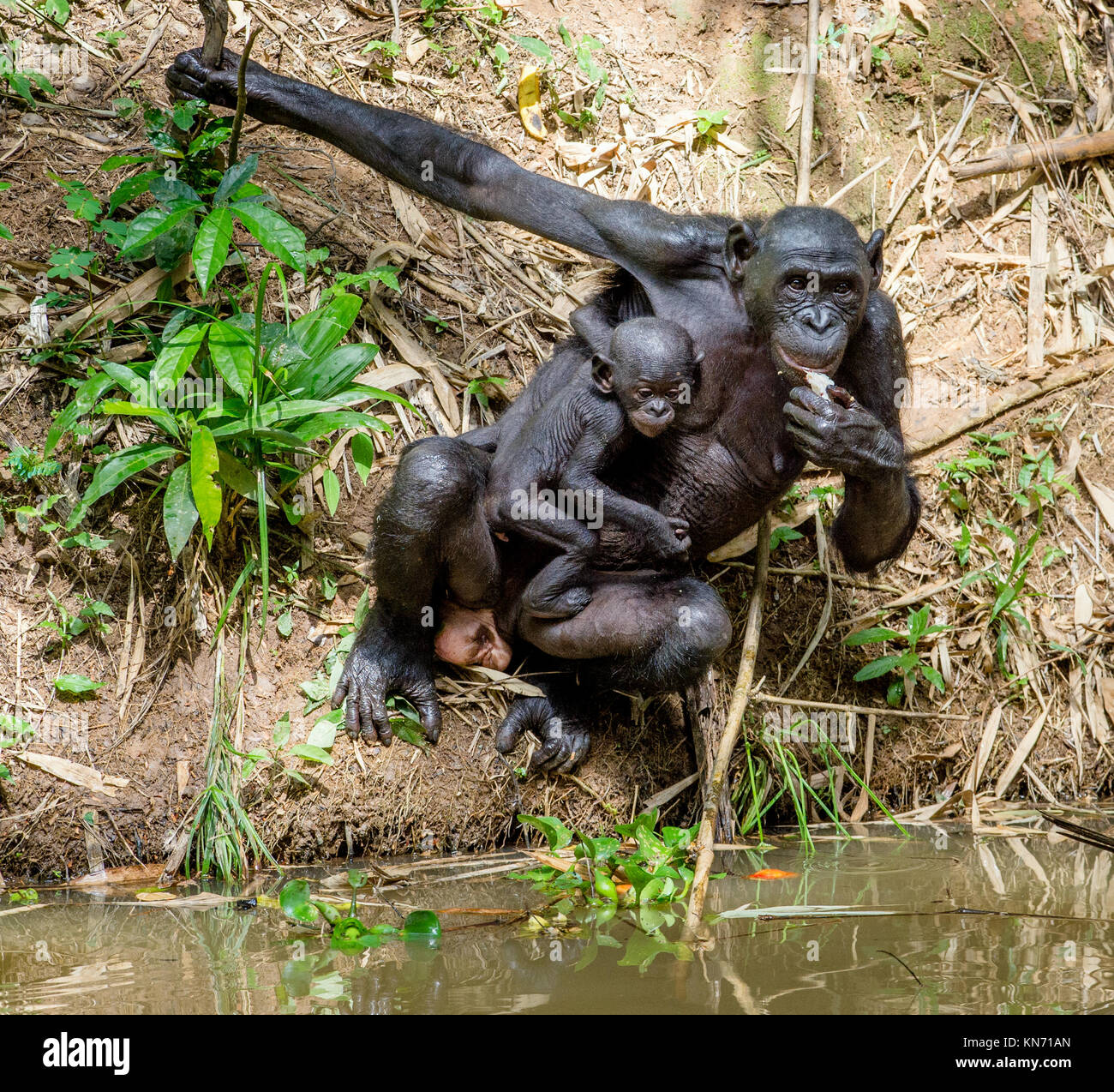 Mother and Cub of Bonobo close to the water. The Bonobo ( Pan paniscus ...