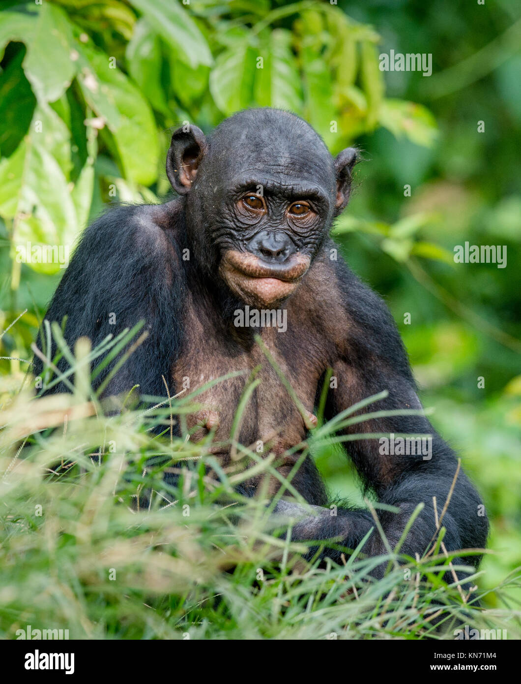 Close up Portrait of Bonobo. Green natural background in natural ...