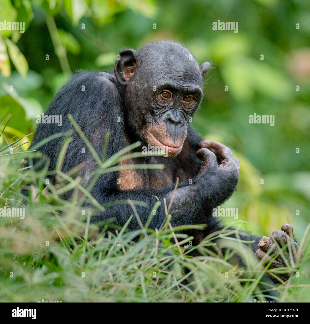 Close up Portrait of Bonobo. Green natural background in natural ...