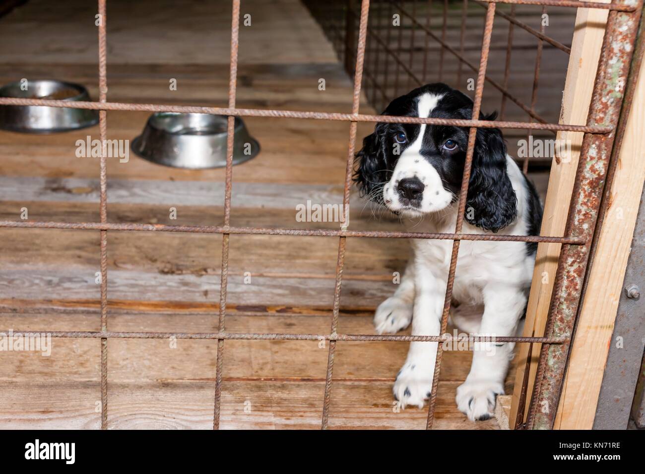 Dog Hutch High Resolution Stock Photography and Images - Alamy