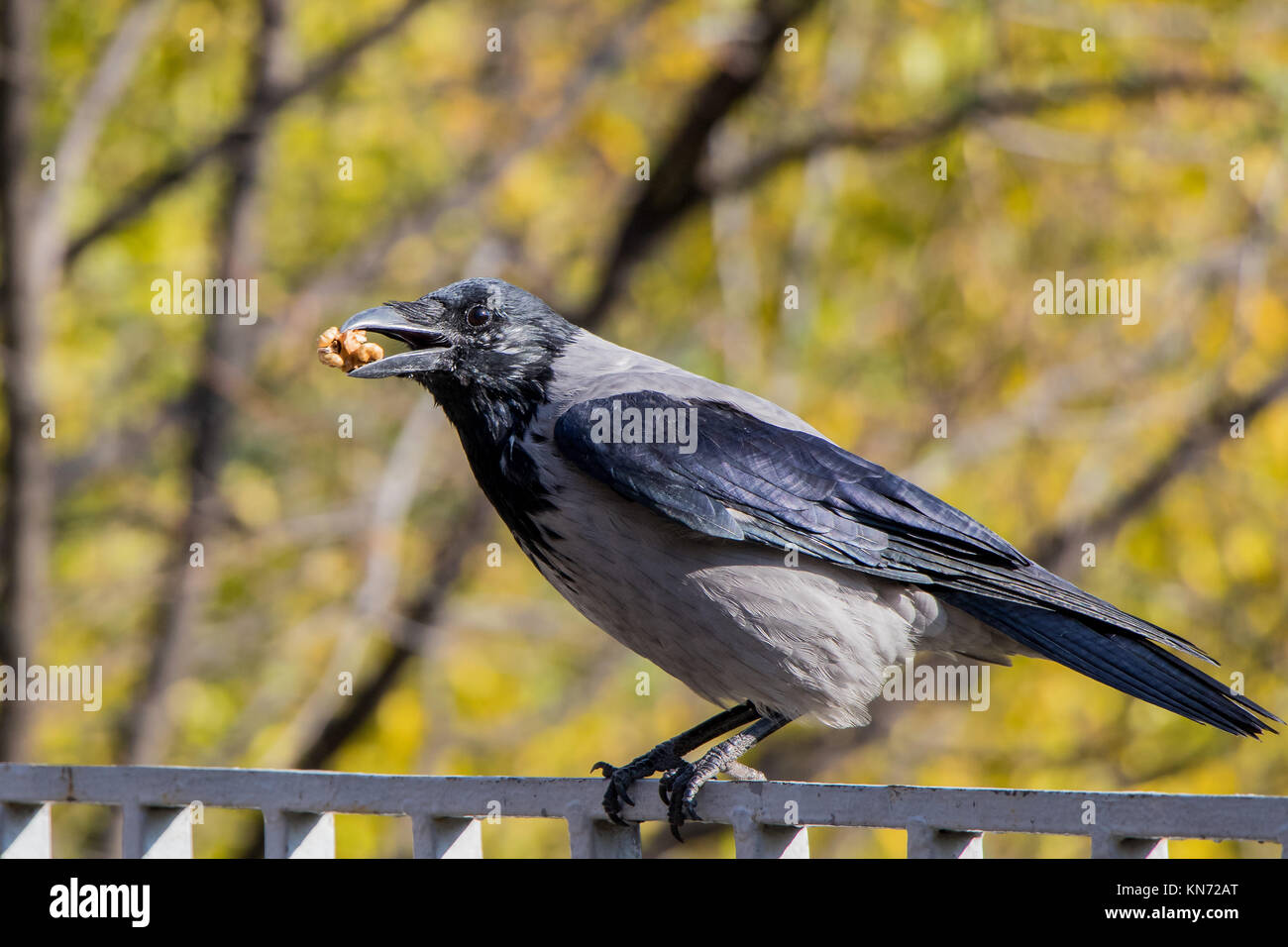 a bird of crows eating nuts in the forest Stock Photo - Alamy
