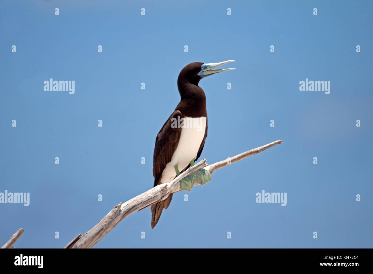 Brown booby perched on driftwood in breeding colony alongside Common ...