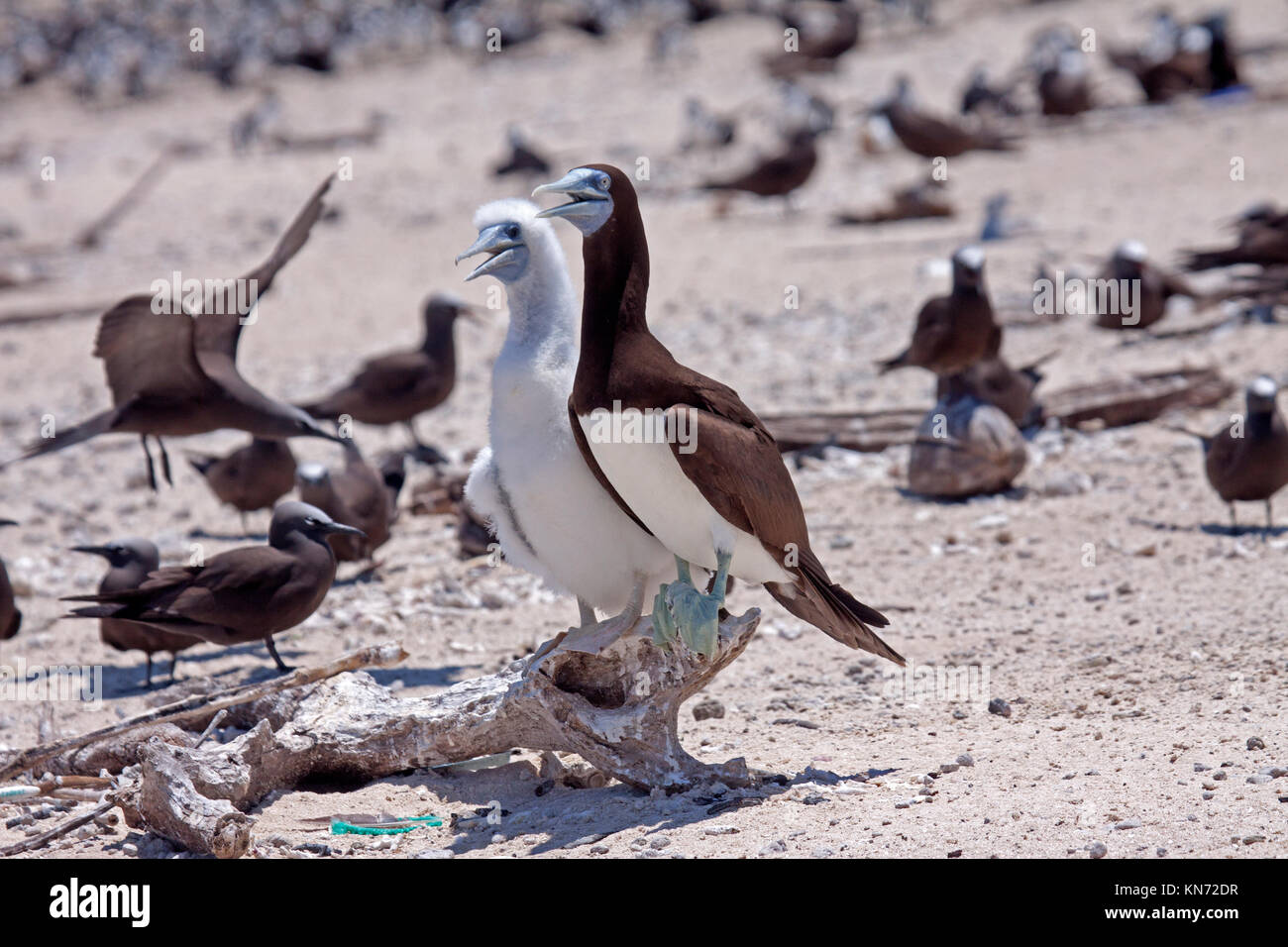 Brown booby breeding alongside Common noddy on sand cay off the coast ...