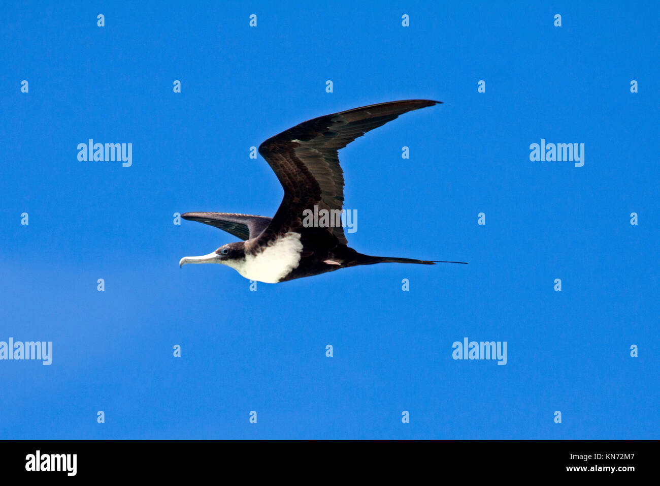Great frigate bird adult female flying offshore of the coast of ...