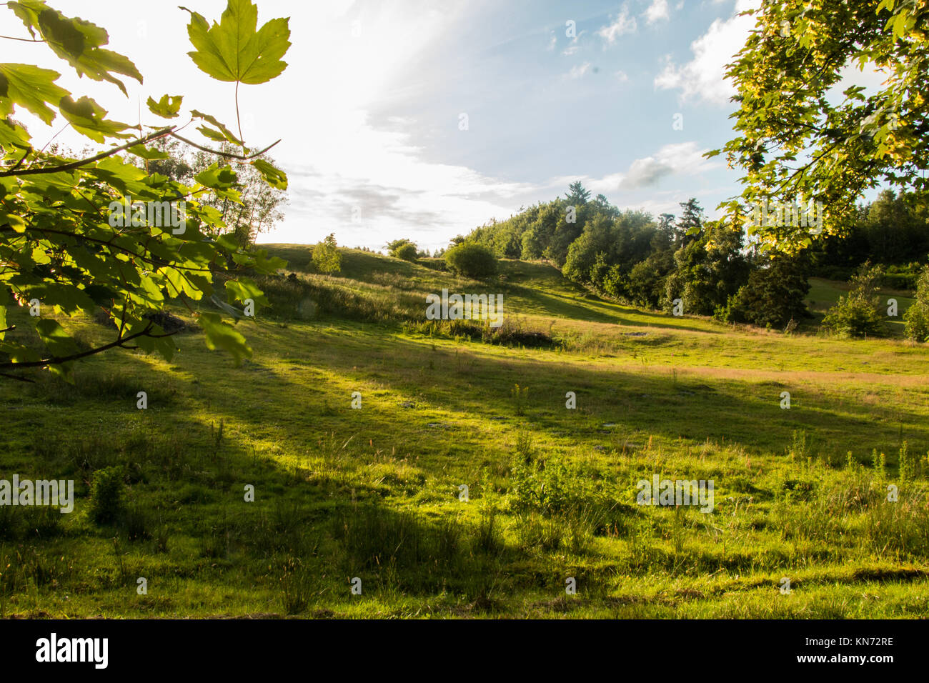 rolling hills in denmark Stock Photo - Alamy