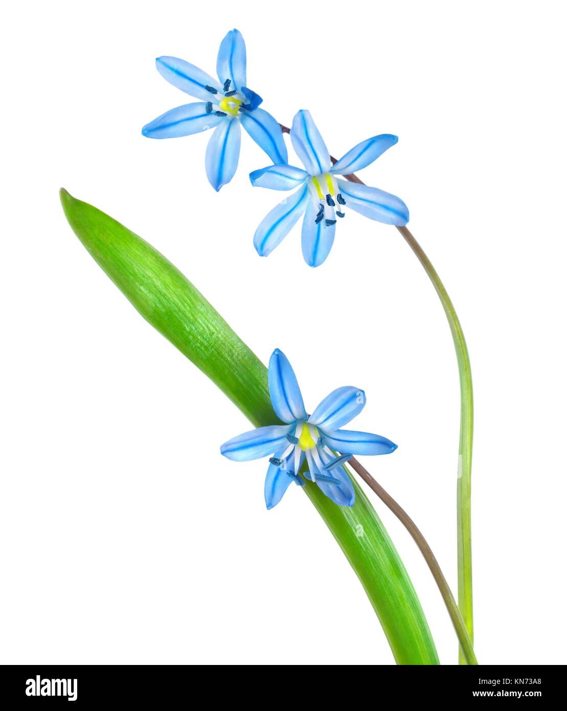 Snowdrop blue isolated on a white background Stock Photo - Alamy