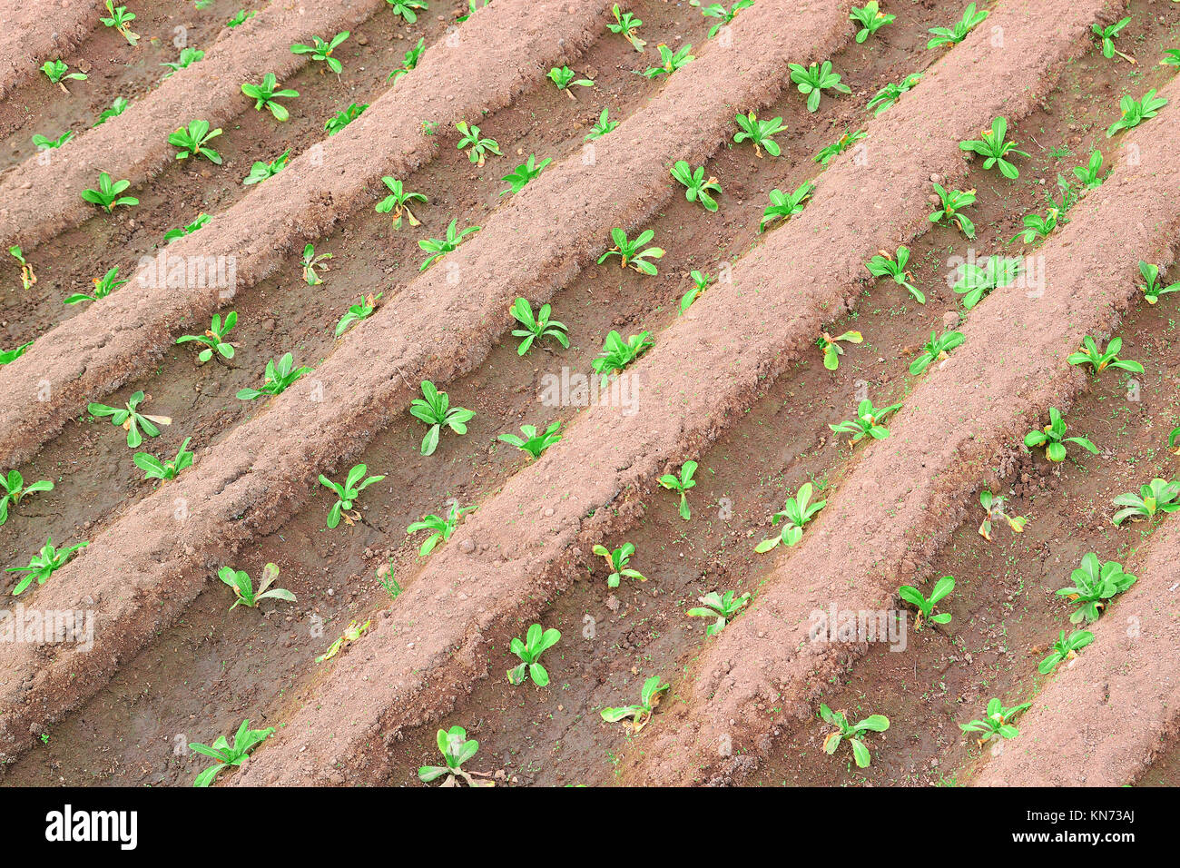 Some soild forming diagonal rows in a farm land. Agriculture background ...