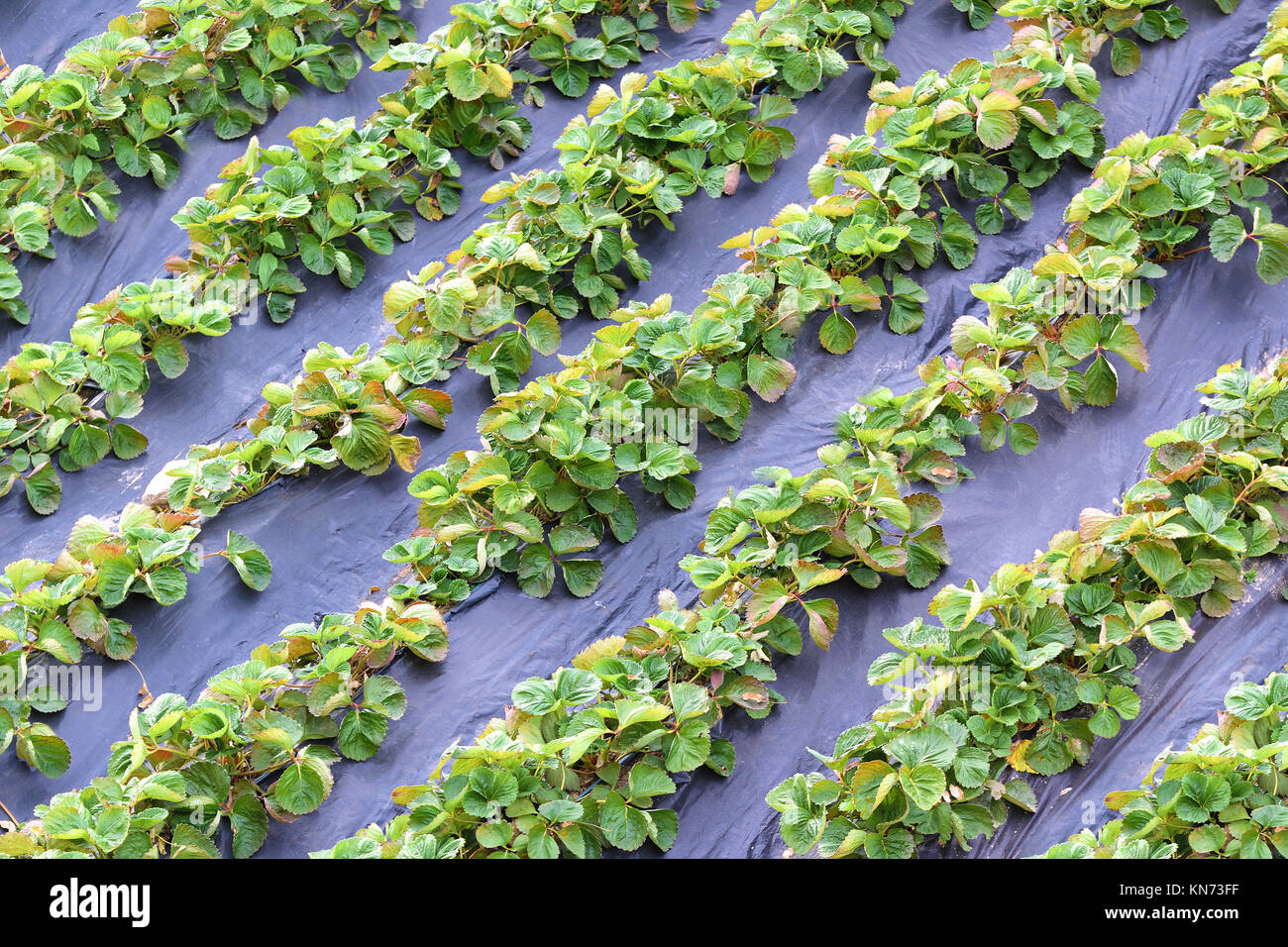 Some soild forming diagonal rows in a farm land. Agriculture background ...