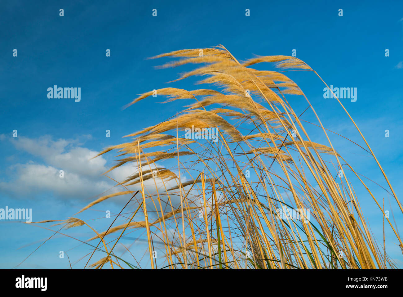 White Strand Beach, Caherciveen, Ring of Kerry, County Kerry, Ireland ...