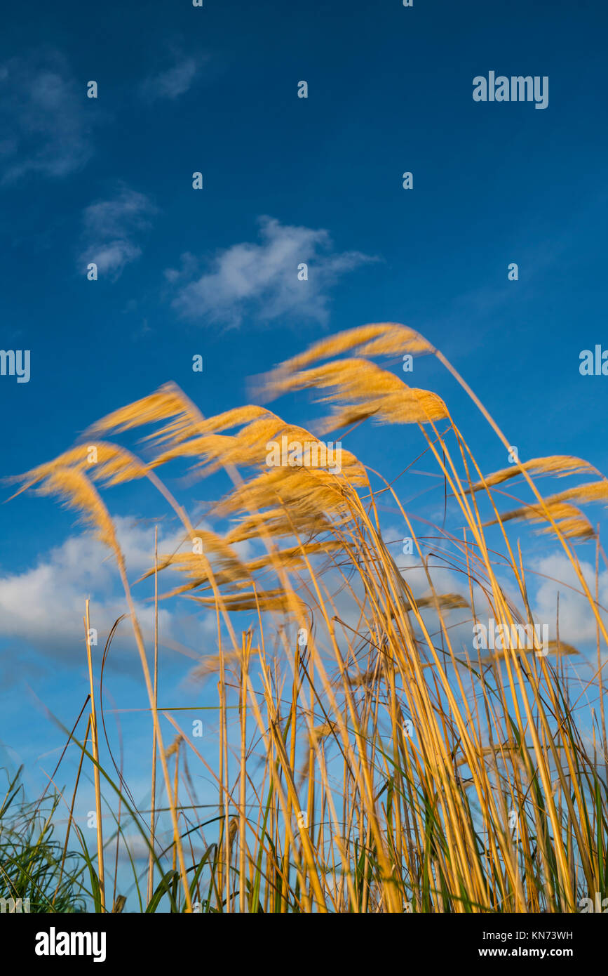 White Strand Beach, Caherciveen, Ring of Kerry, County Kerry, Ireland ...