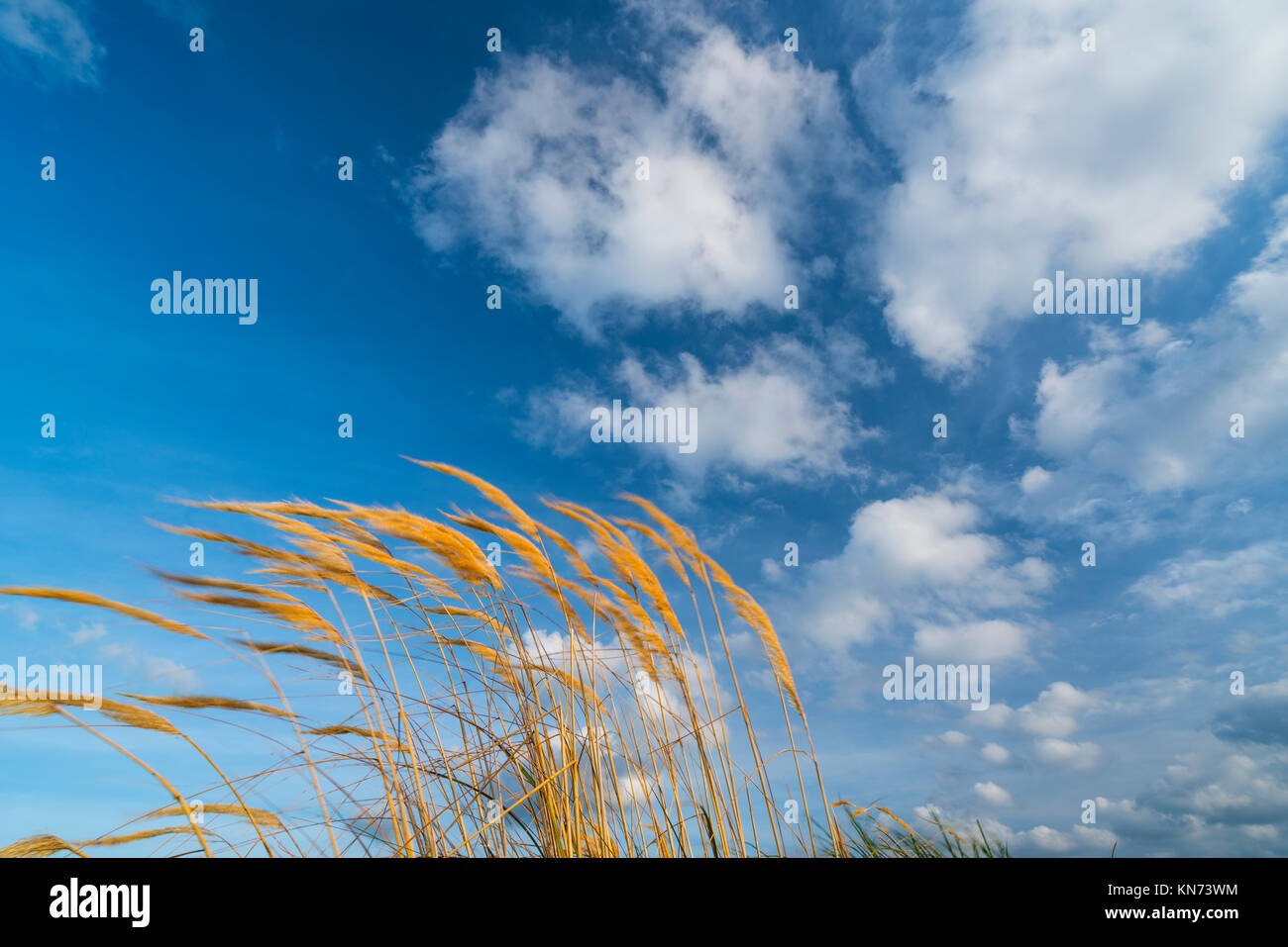 White Strand Beach, Caherciveen, Ring of Kerry, County Kerry, Ireland ...