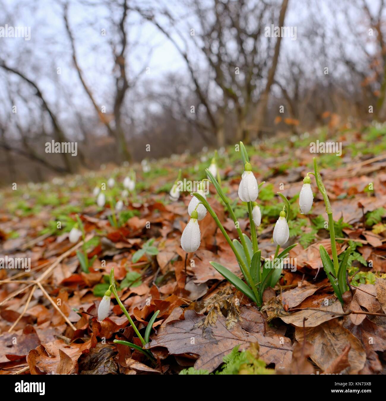 Snowdrops growing on a forest in spring time Stock Photo - Alamy
