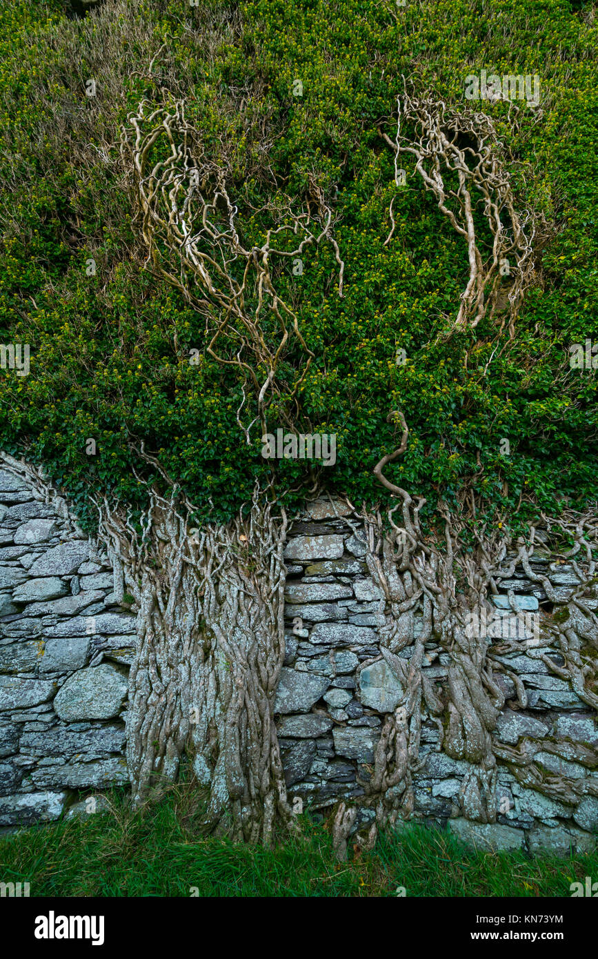 Ballycarbery Castle, Caherciveen, Ring of Kerry, County Kerry, Ireland ...