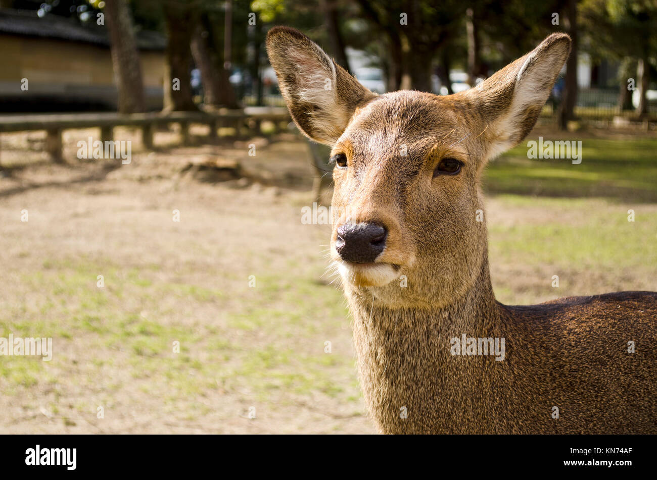 Sika Deer in Nara, Japan Stock Photo - Alamy