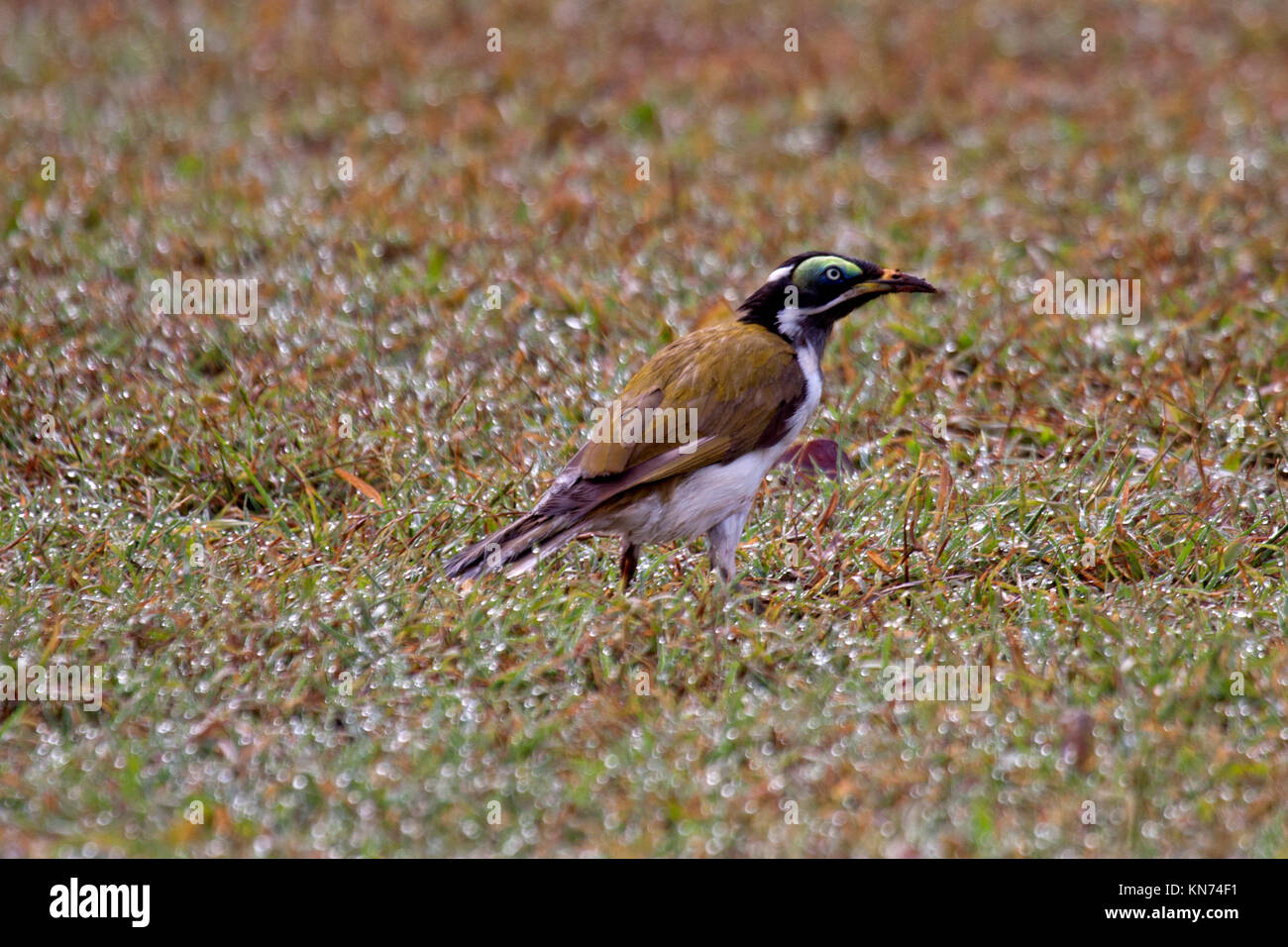 Blue faced birds hi-res stock photography and images - Alamy
