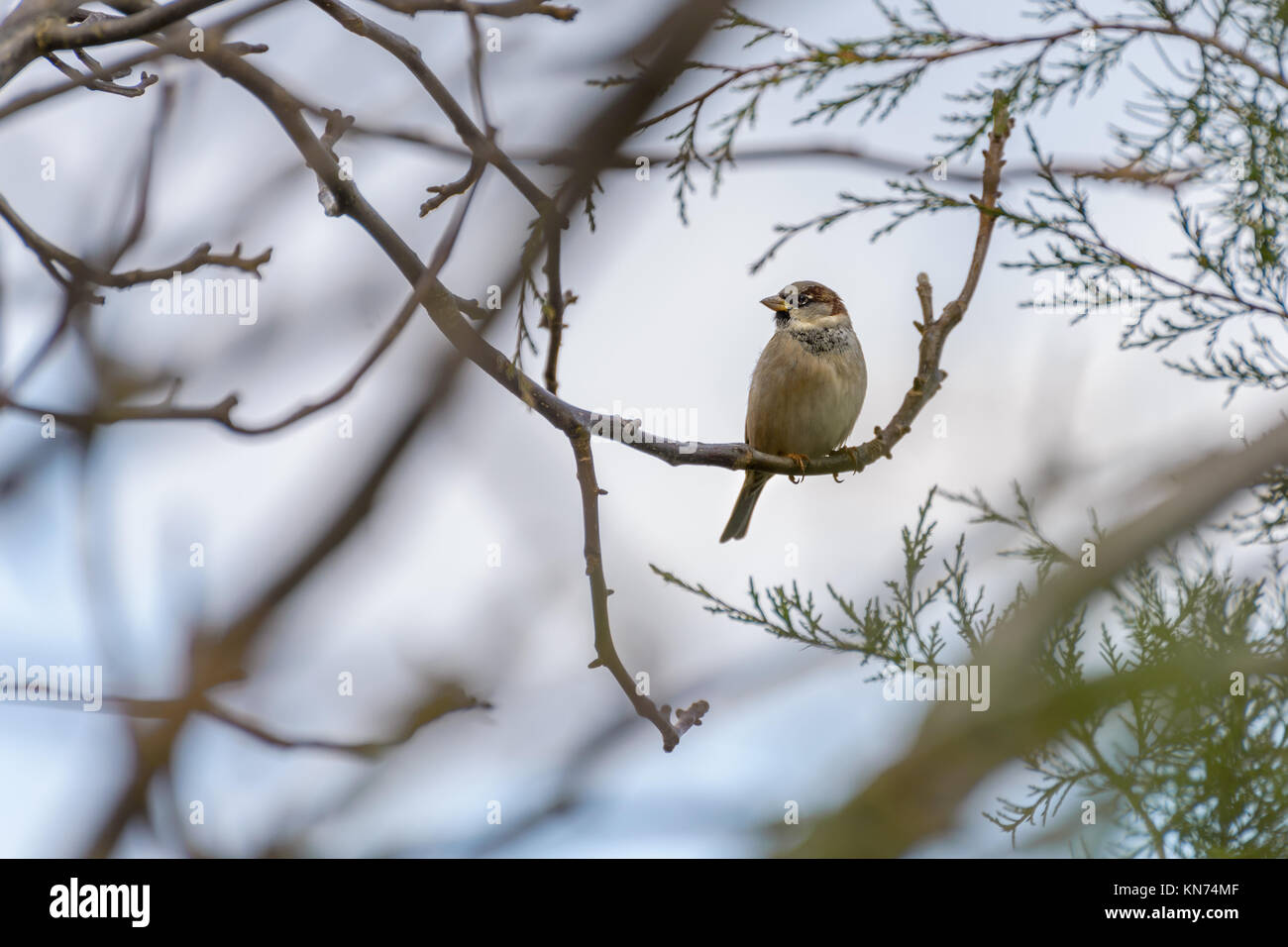 Sparrow sitting on a tree branch with fall leaves Stock Photo - Alamy