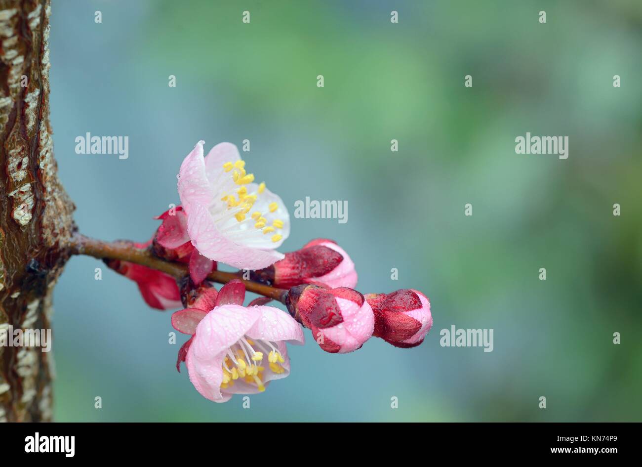 Spring with pink flowers after rain Stock Photo - Alamy
