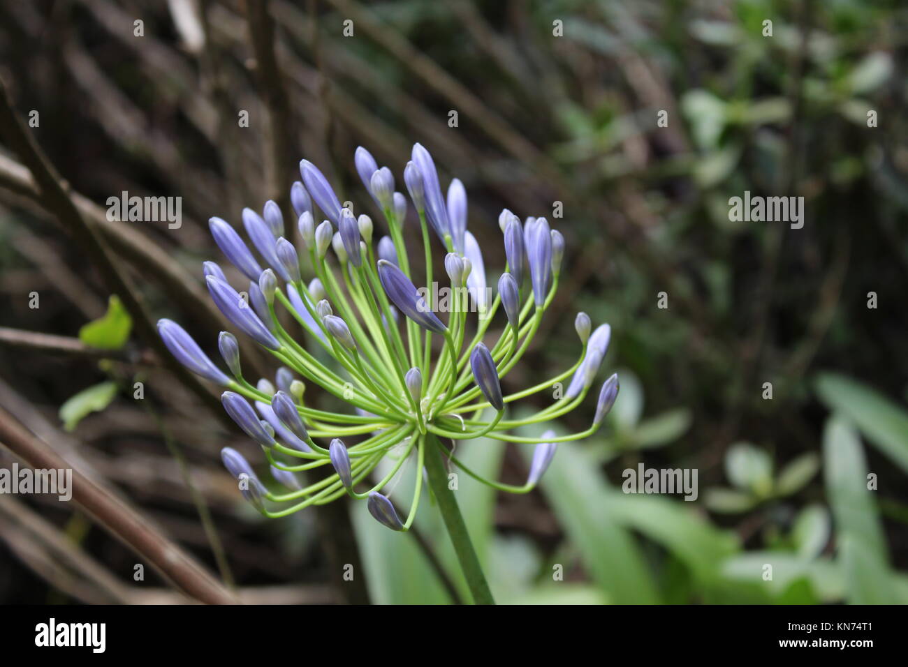 Flower in a forest Stock Photo - Alamy