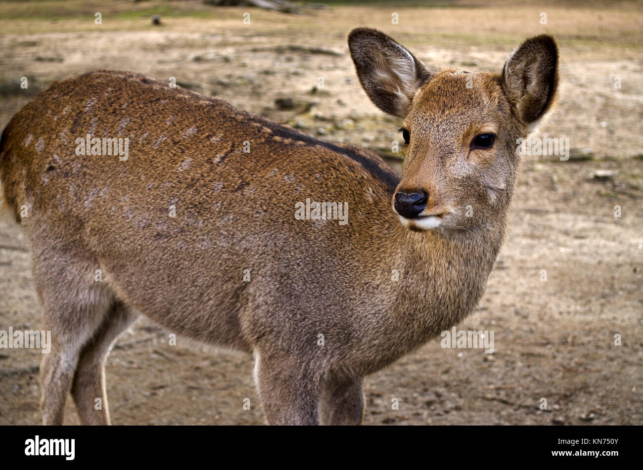 Formosan sika deer hi-res stock photography and images - Alamy
