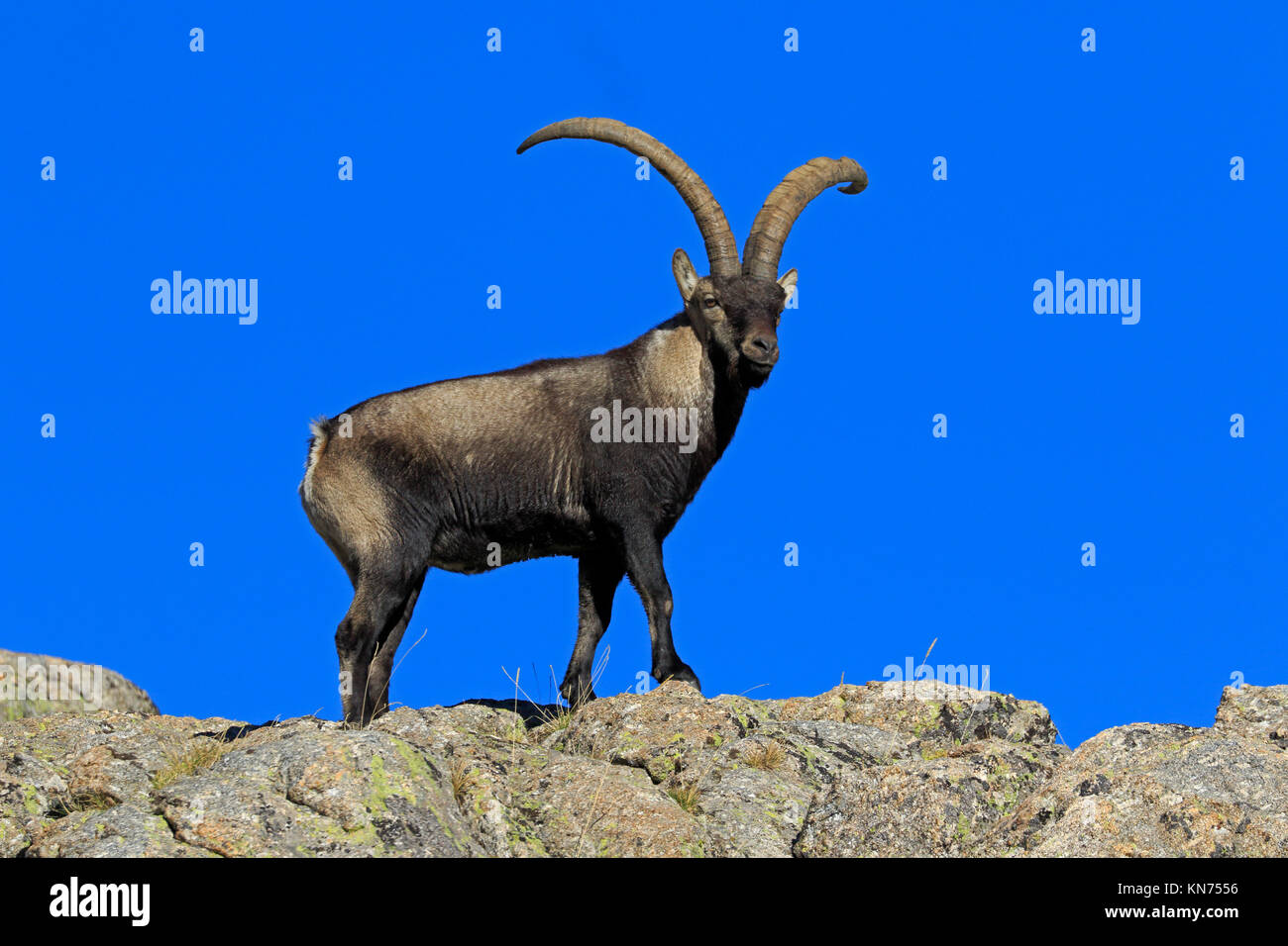 Male Spanish Ibex in the Gredos Mountains Spain Stock Photo - Alamy