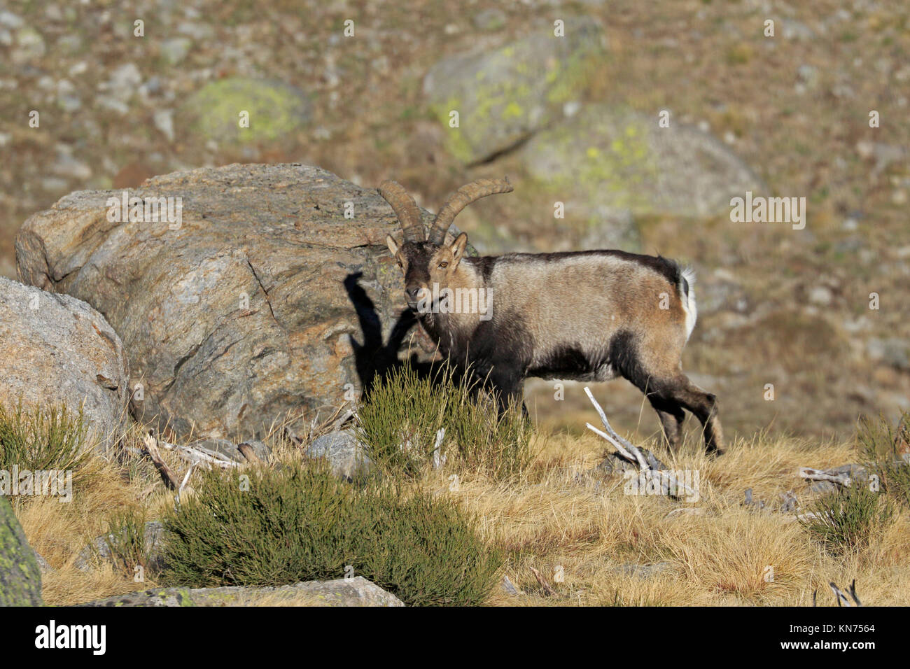 Male Spanish Ibex in the Gredos Mountains Spain Stock Photo - Alamy
