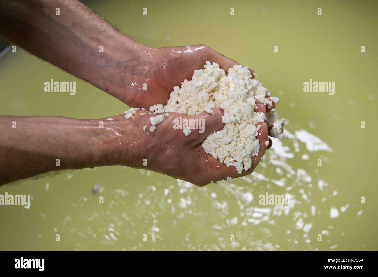 Cheesemaker boiling milk into the mixing pot for making cheese Stock ...